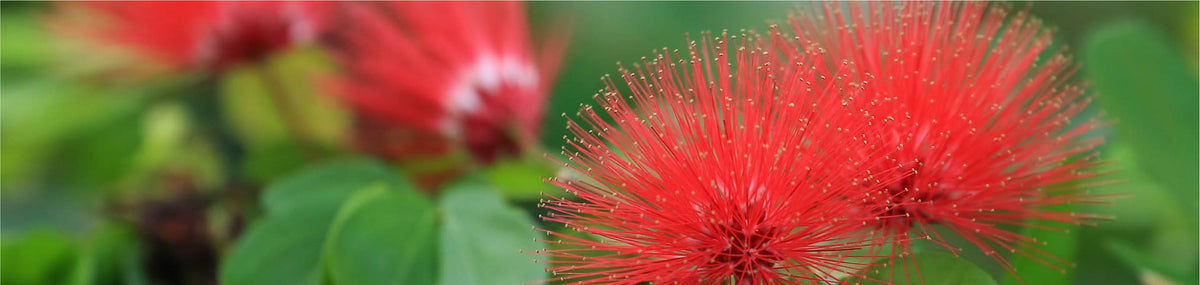 CHRISTMAS BUNDLES – Korure